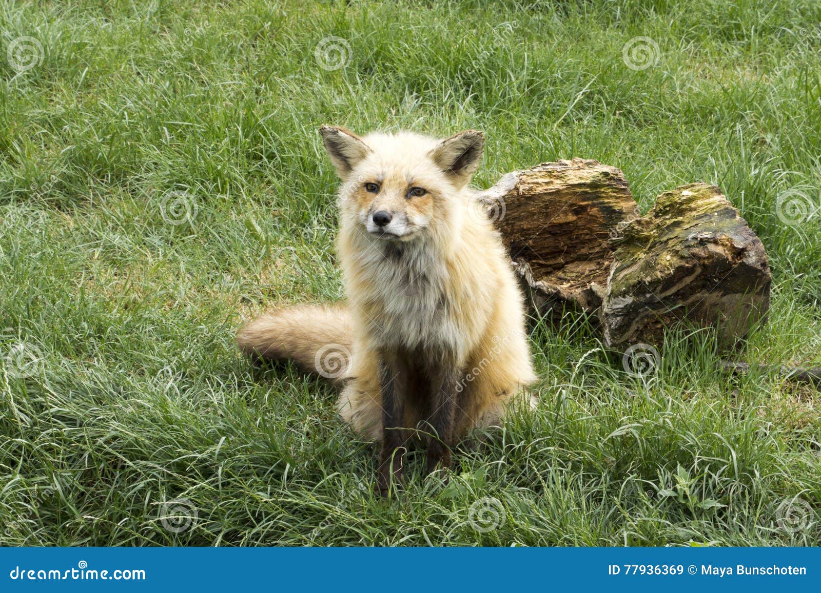 Young wolf stock image. Image of persistence, wildlife - 77936369