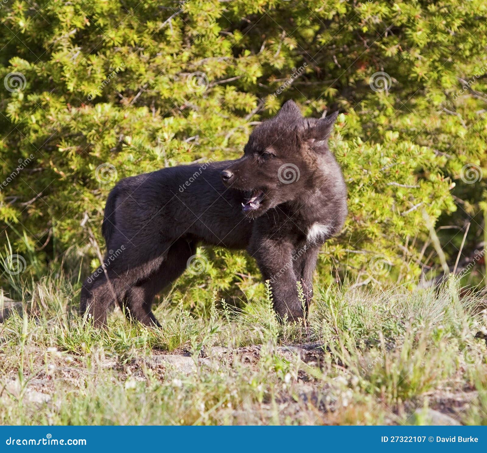 Young wolf pup stock image. Image of american, habitat - 27322107
