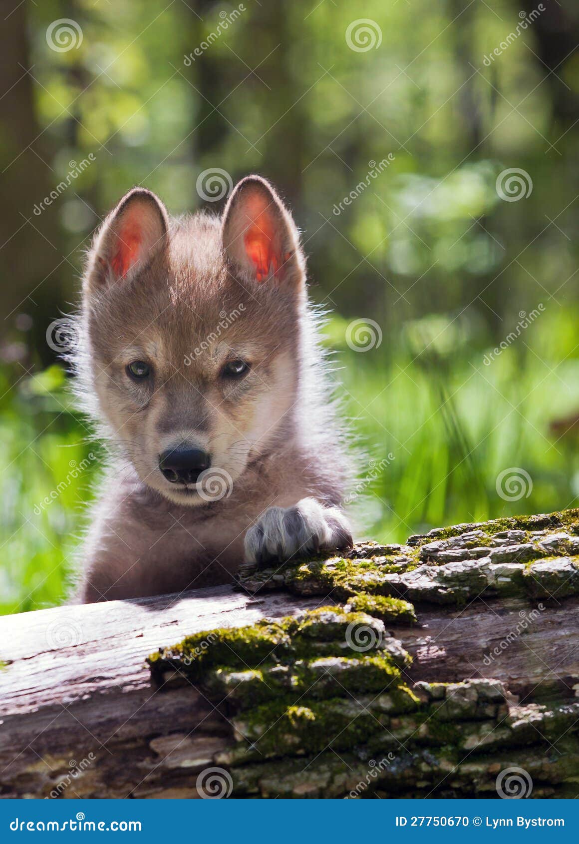 Young wolf pup stock photo. Image of juvenile, nature - 27750670