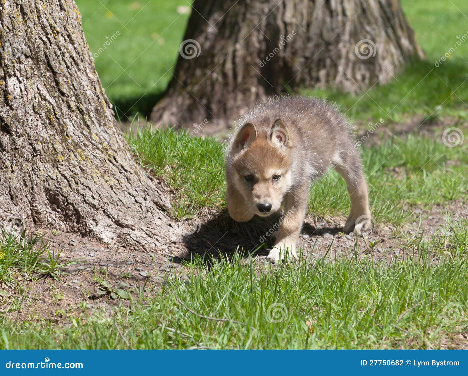 Young Wolf Pup stock photo. Image of grey, trees, wolf - 27750682