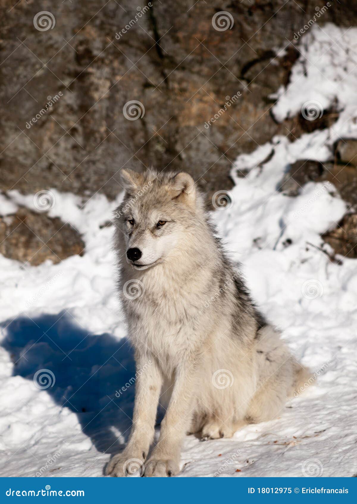 Young Wolf Pup Calm Attentive Stock Image - Image of face, cold: 18012975