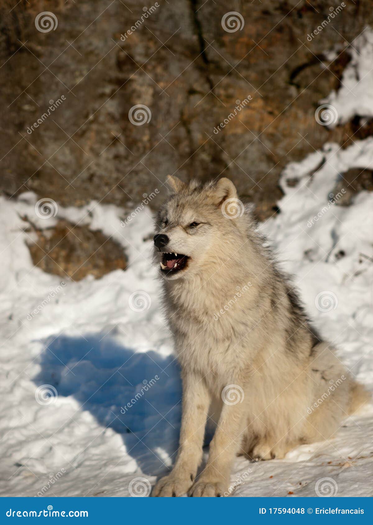 Young Wolf Pups Timber Wolf Stock Image | CartoonDealer.com #27321979