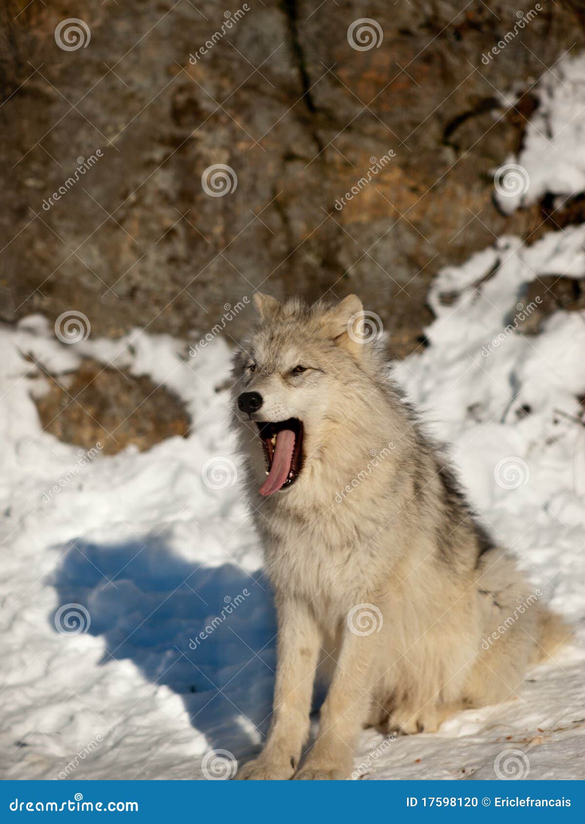 Young wolf pup yanning stock photo. Image of canine, fierce - 17598120