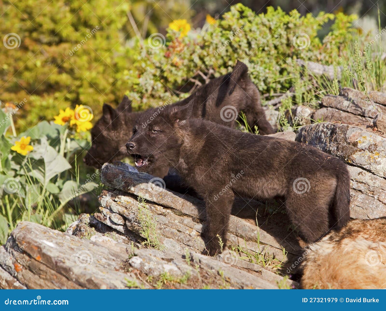 Black Wolf Pup Howling