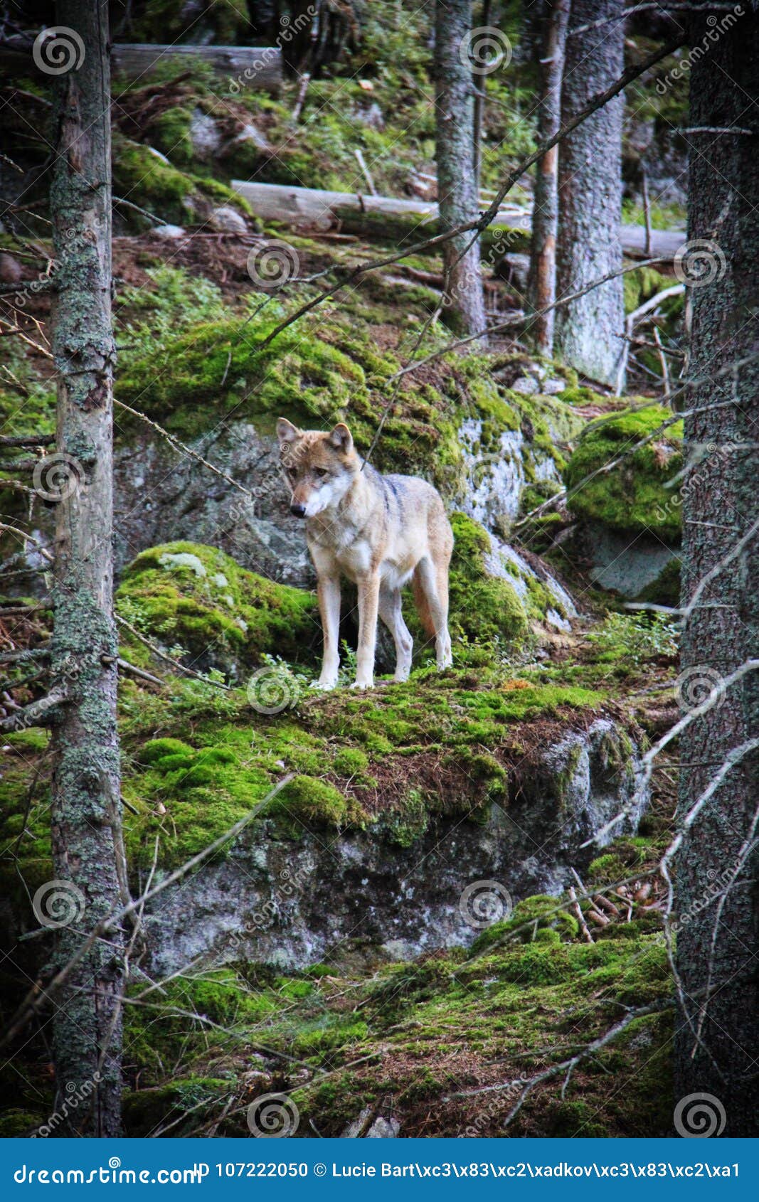 Young wolf on the rock. stock photo. Image of czechia - 107222050