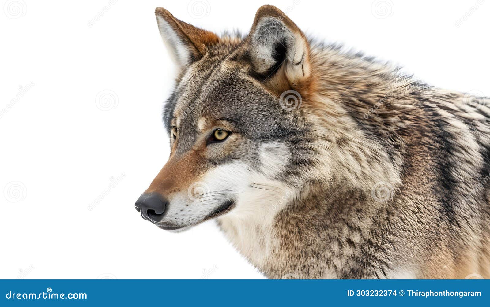 Young Wolf Staring at Its Pray Stock Photo - Image of isolated ...