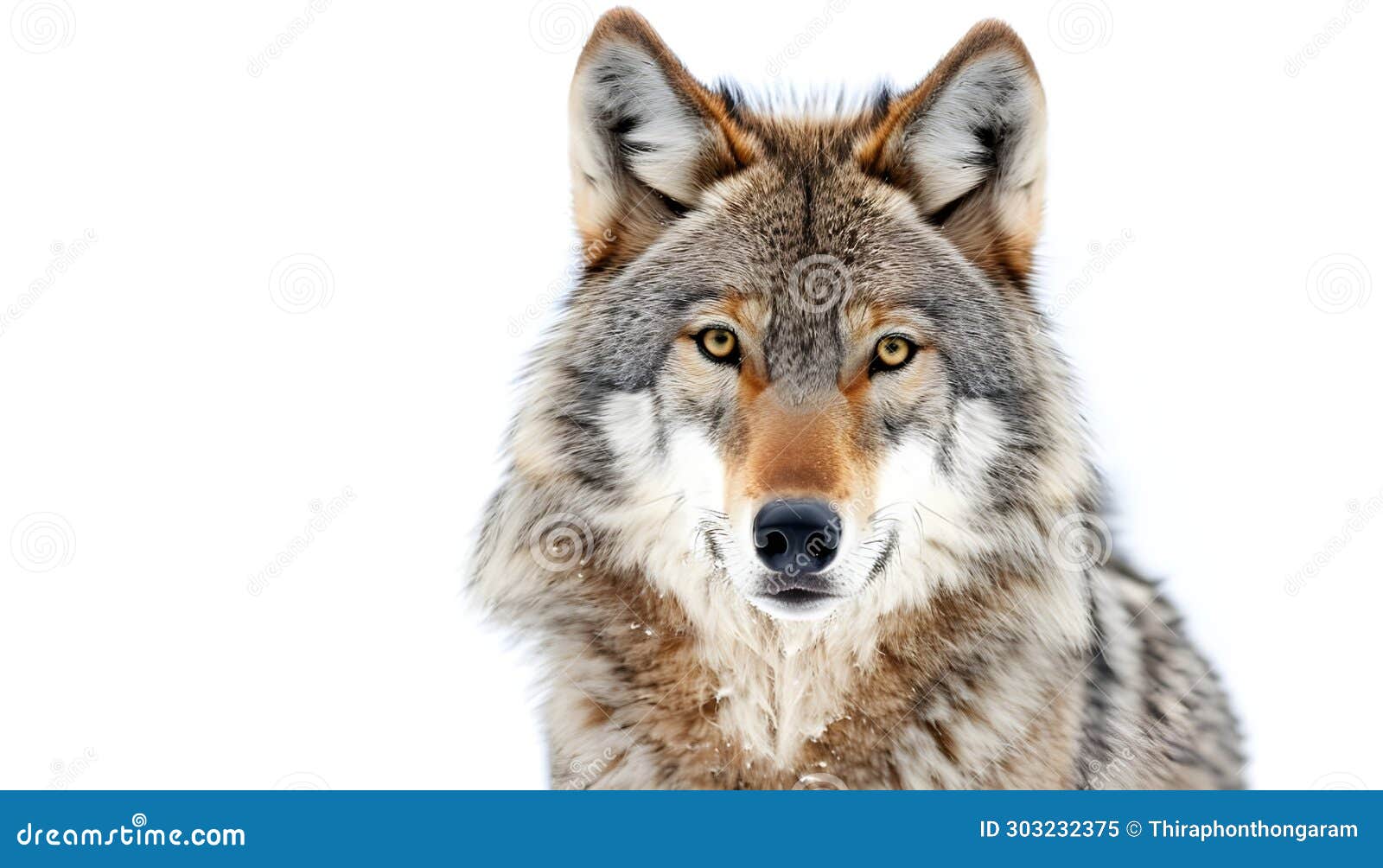 Young Wolf Staring at Its Pray Stock Image - Image of snow, gray: 303232375