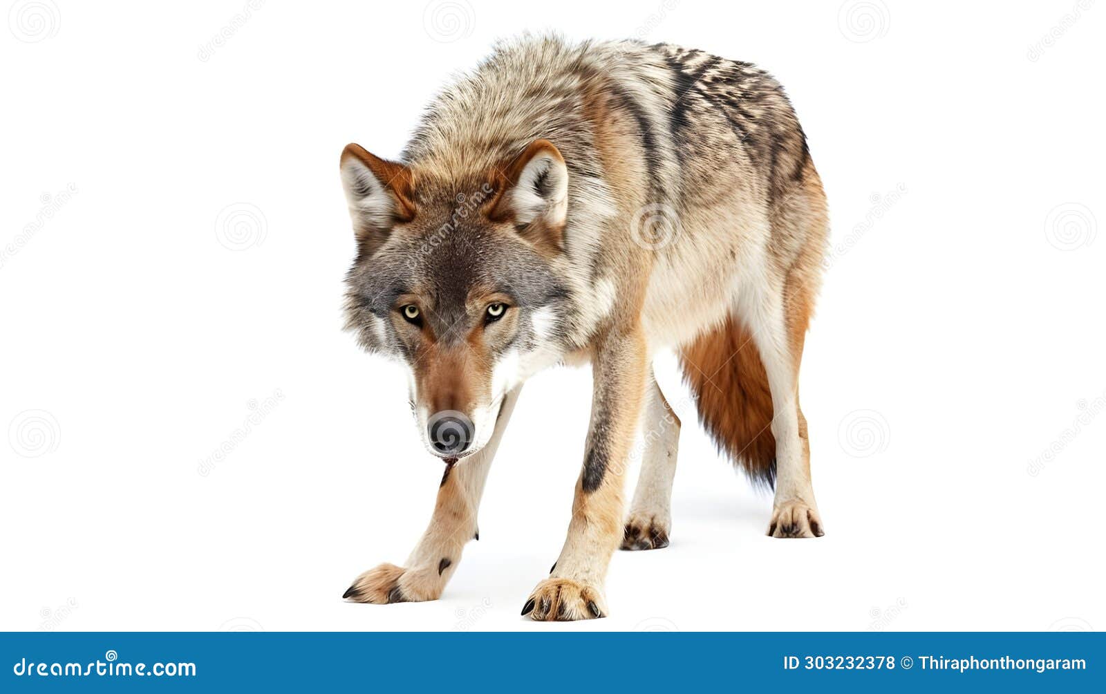 Young Wolf Staring at Its Pray Stock Photo - Image of white, face ...