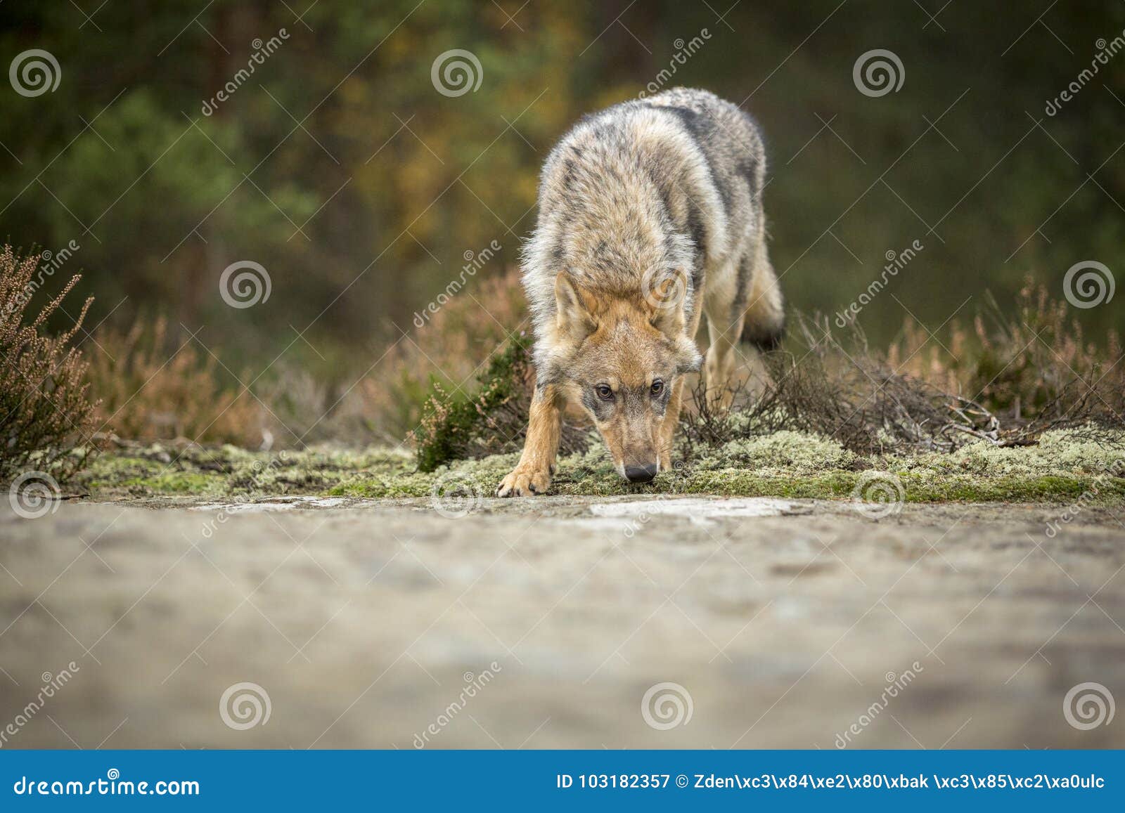 Young wolf stock image. Image of natural, wild, winter - 103182357