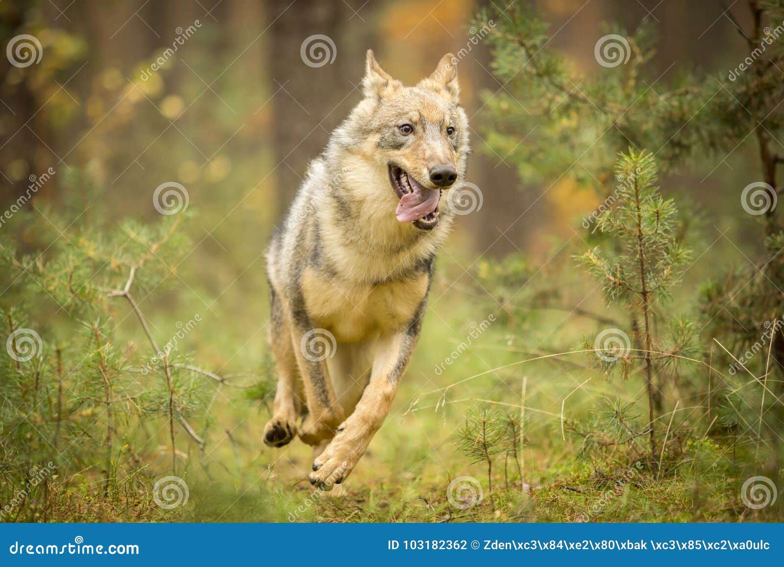 Young wolf stock photo. Image of gray, grey, portrait - 103182362