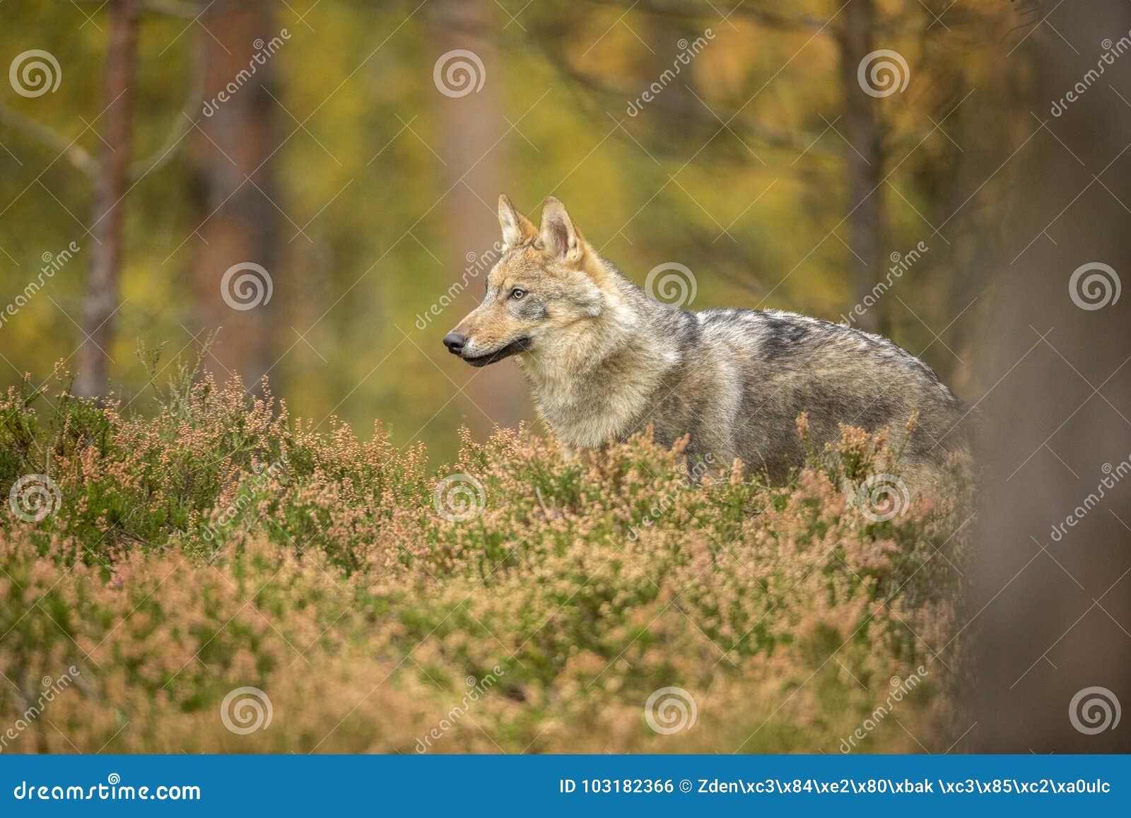 Young Wolf Pups Timber Wolf Stock Image | CartoonDealer.com #27321979