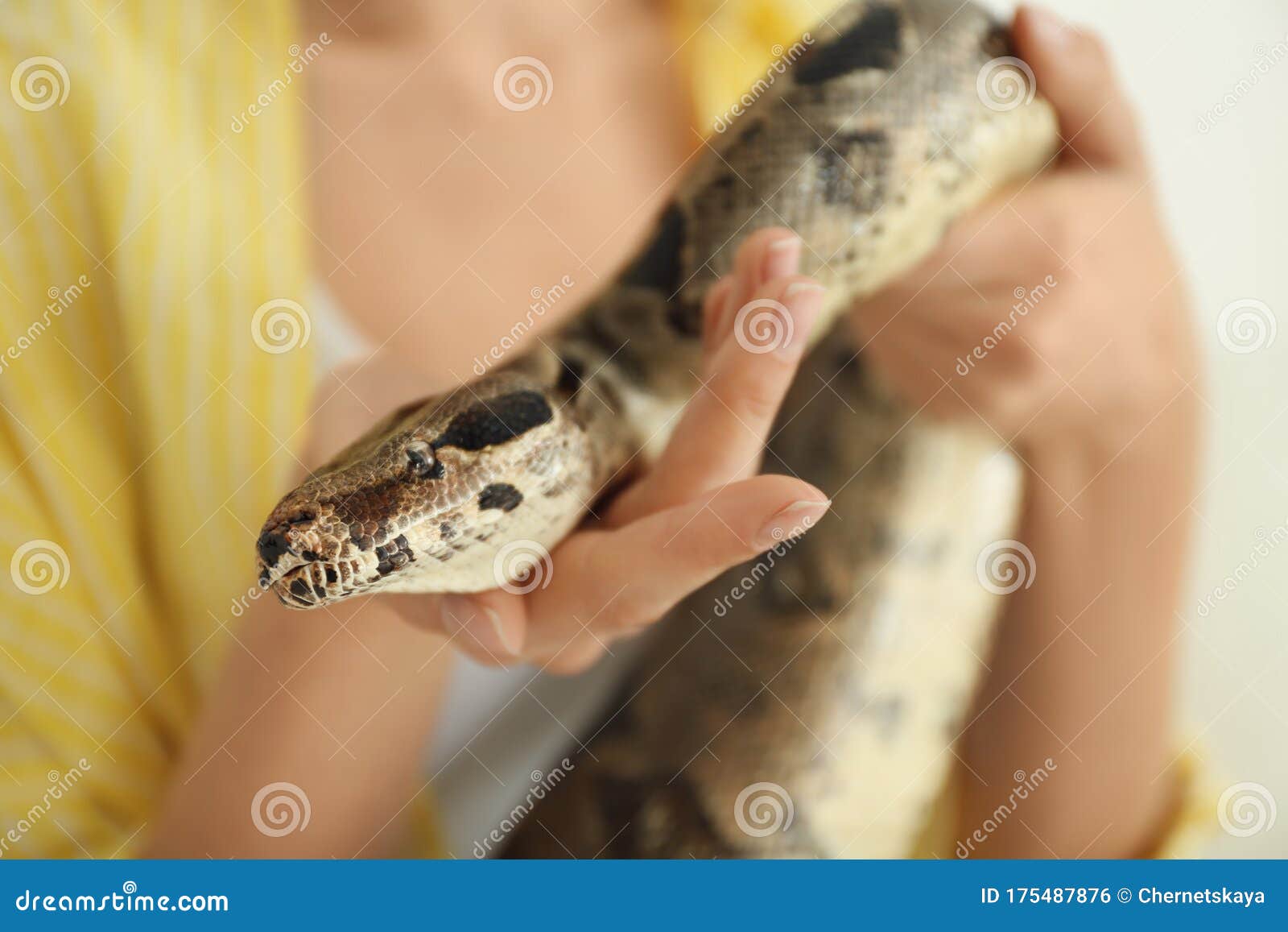 Young Woman with Boa Constrictor, Closeup. Exotic Pet Stock Photo ...