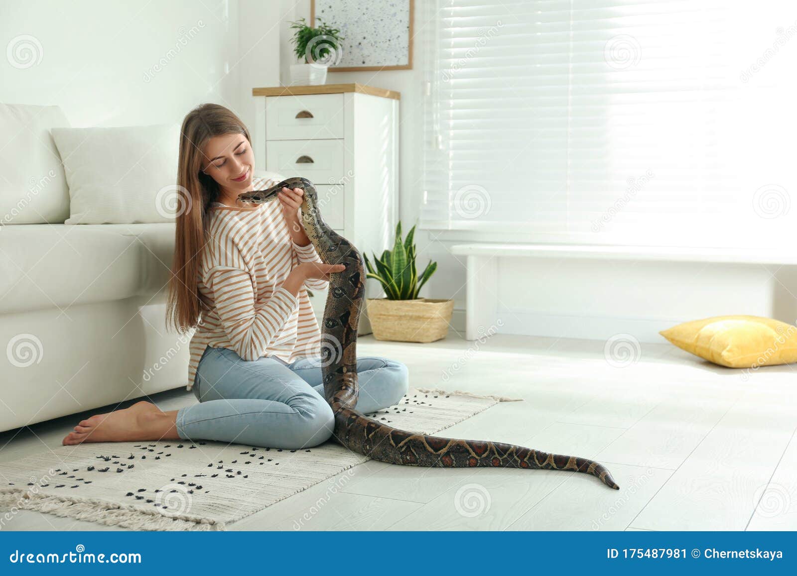 Young Woman with Boa Constrictor at Home. Exotic Pet Stock Image ...