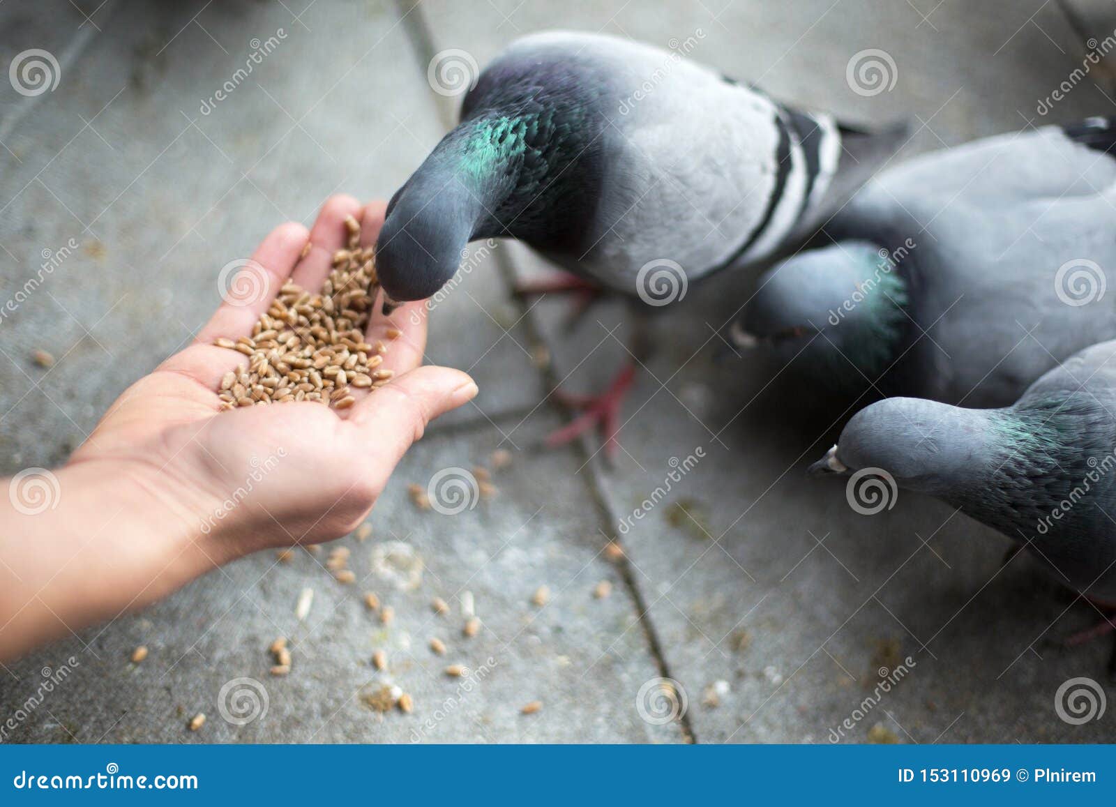 Young woman feeding birds stock image. Image of friendship - 153110969 Young woman feeding birds stock image. Image of friendship - 153110969