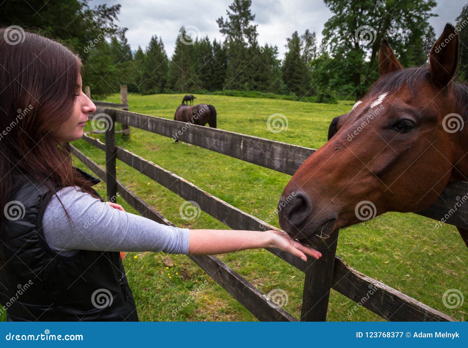 Young Woman Feeding a Horse on a Pasture. Stock Image - Image of outdoor, feed: 123768377
