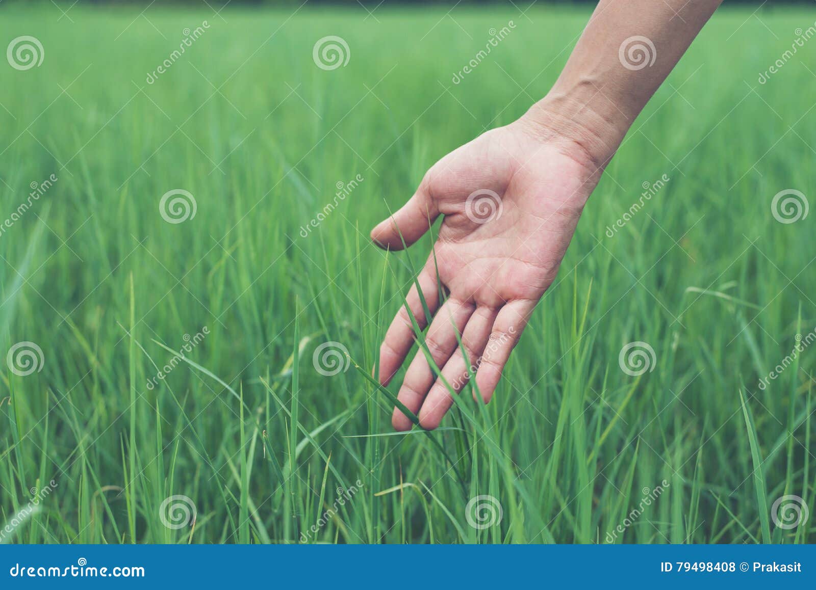Young Woman Hand Touching Enjoy with Green Grass. Stock Photo - Image ...