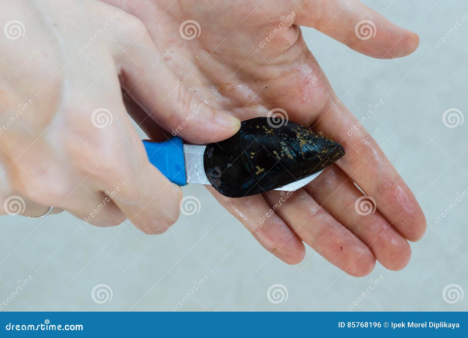 Young Woman Hands Opening Fresh Mussel Shell with a Knife Stock Photo ...