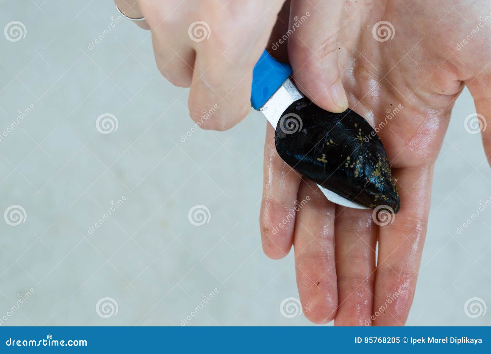 Young Woman Hands Opening Fresh Mussel Shell with a Knife Stock Image ...