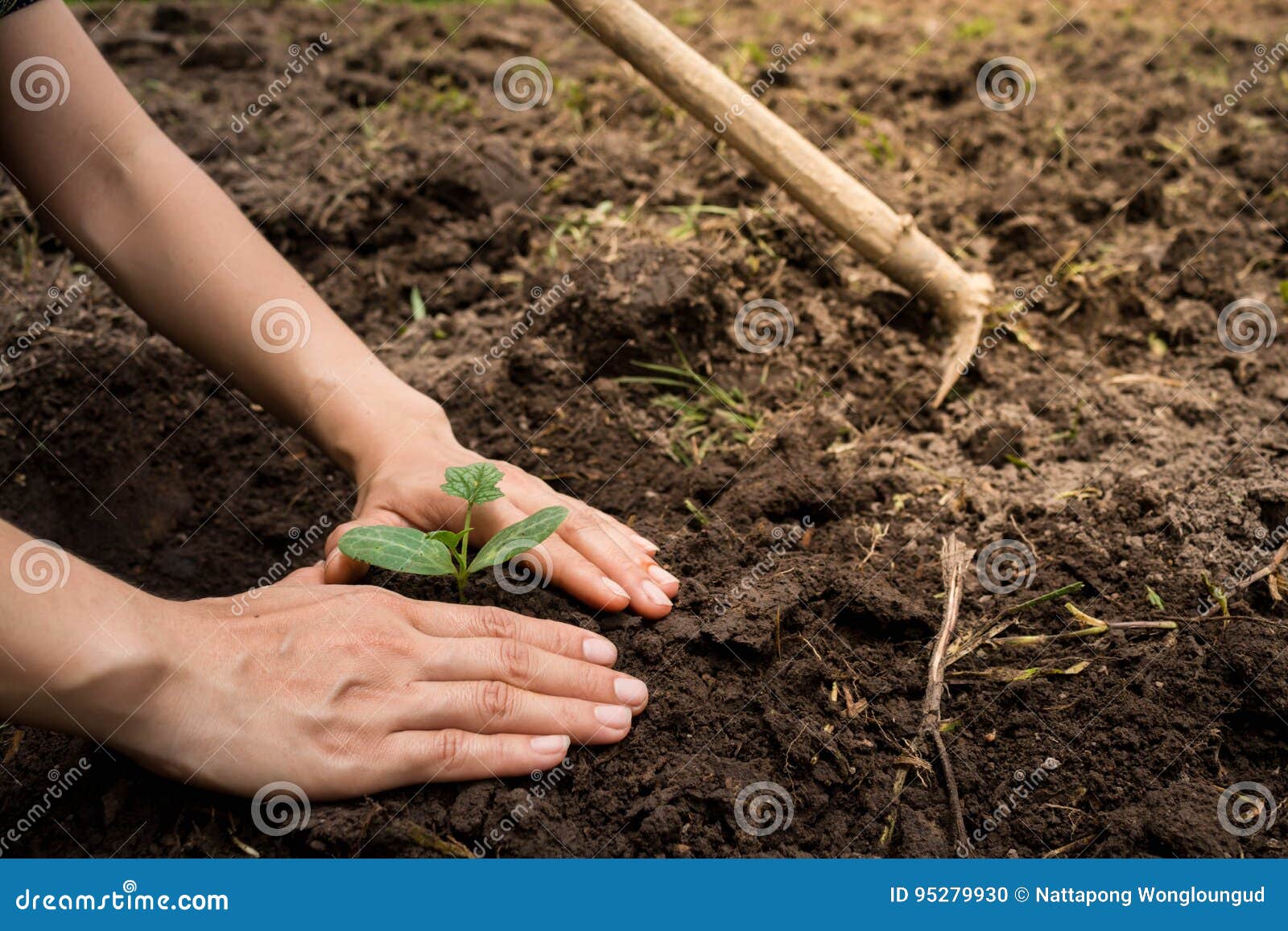 Young Woman Hands Planting Tree Sapling. Stock Photo - Image of dirt ...