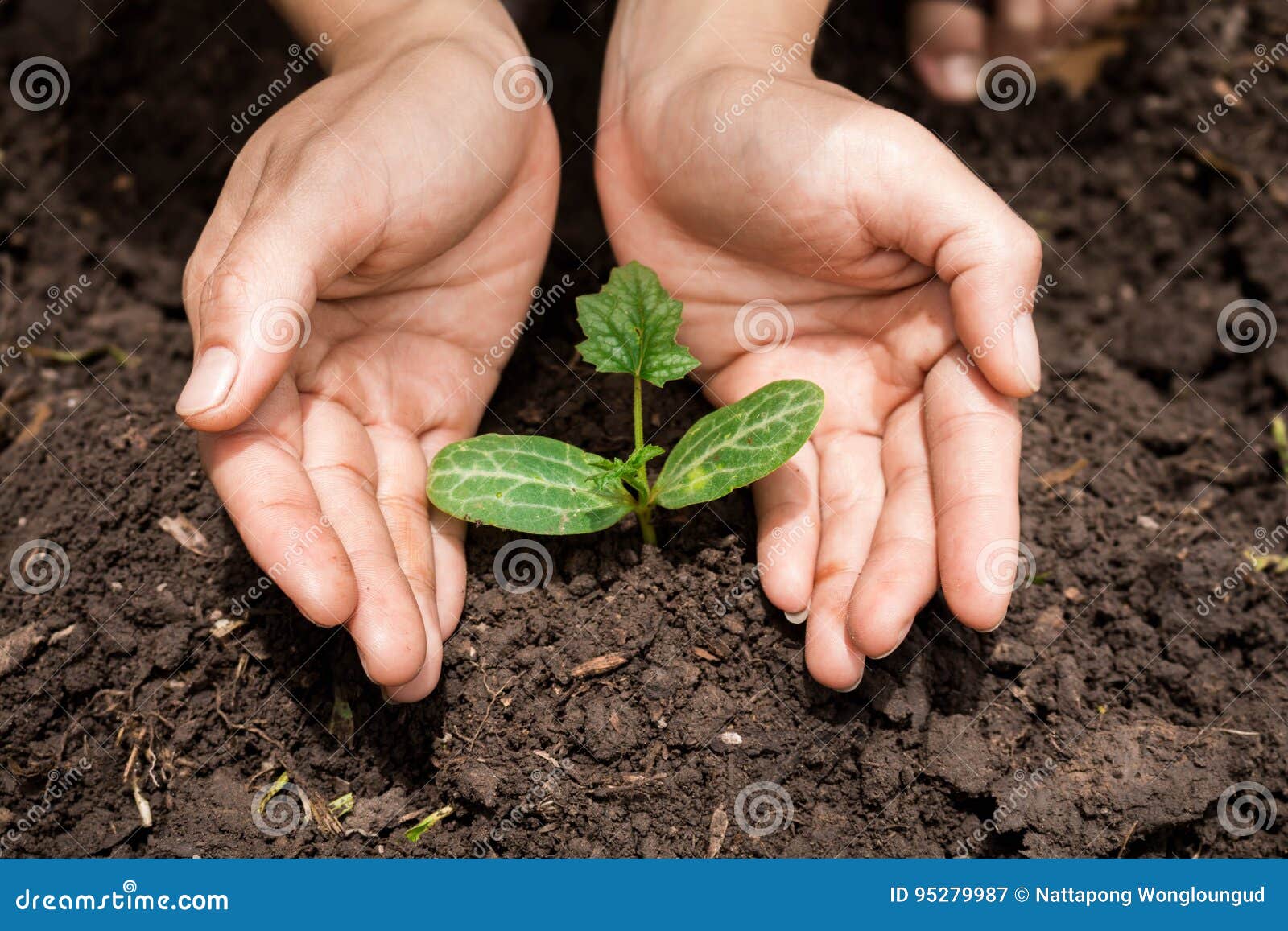 Young Woman Hands Planting Tree Sapling. Stock Image - Image of body ...