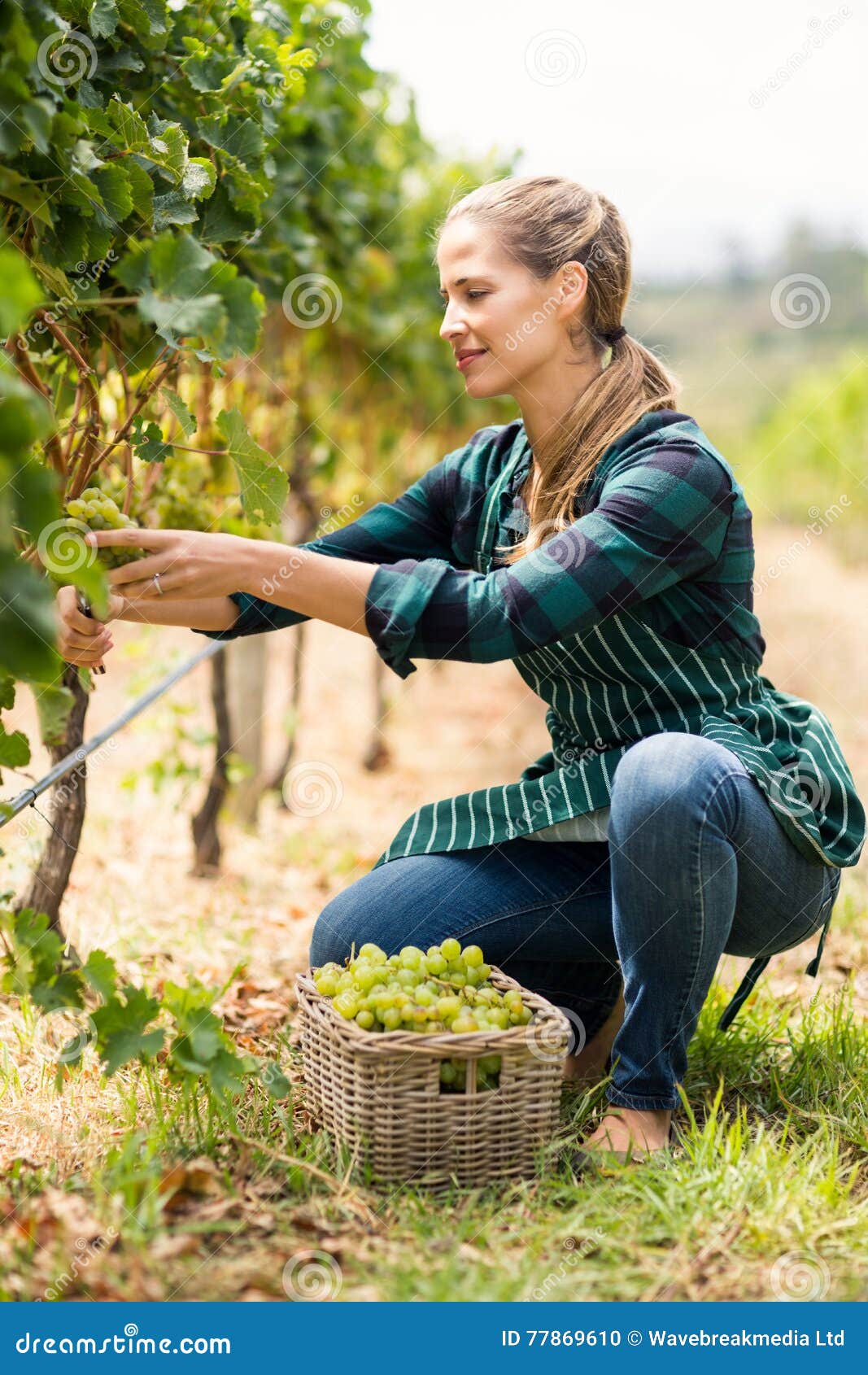 Young Woman Harvester Working Stock Photo - Image of care, happy: 77869610