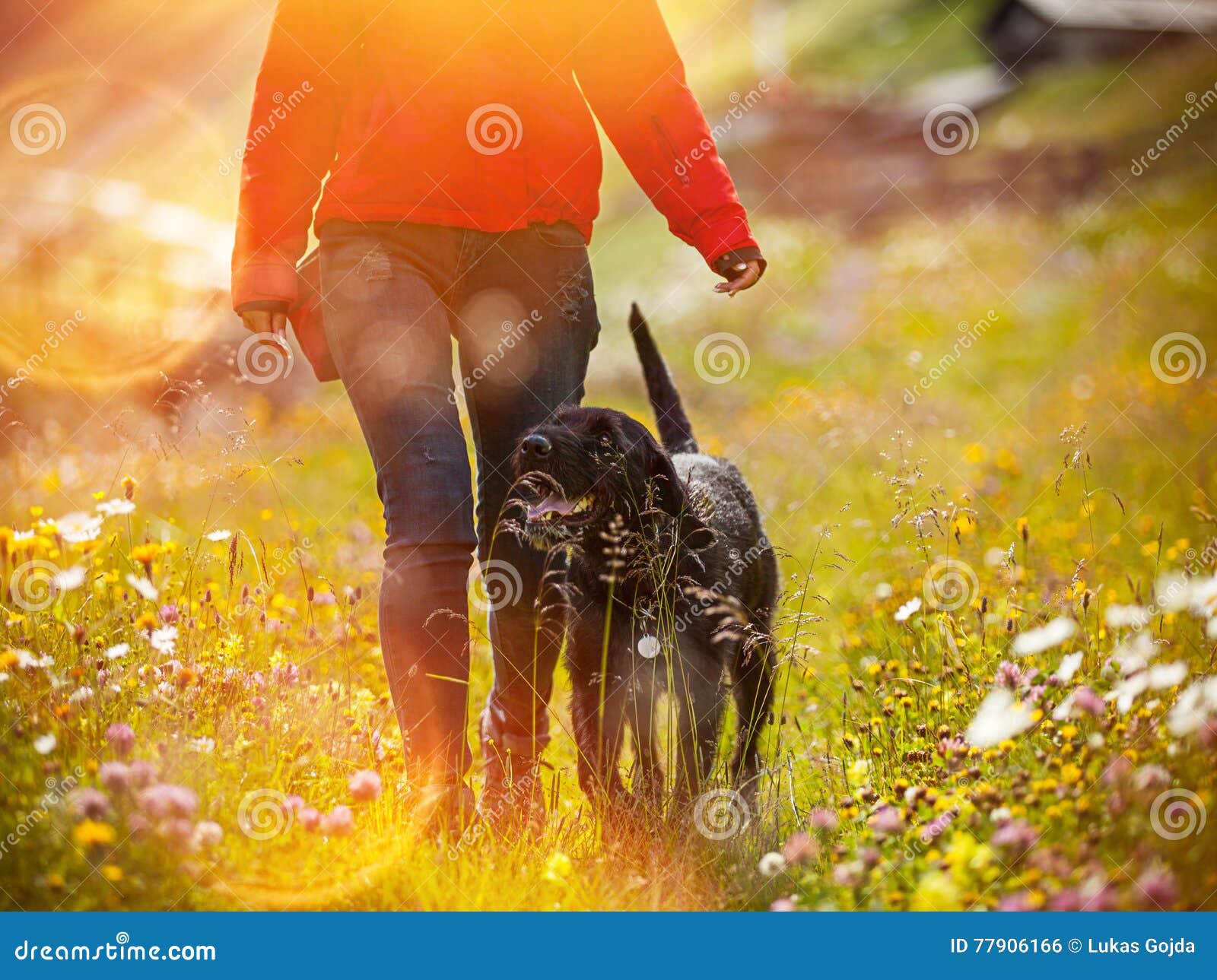 Young Woman with Her Dog Walking. Stock Photo - Image of rest, people ...