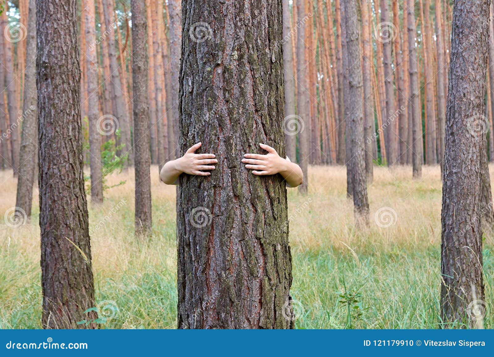 A Young Woman Hugging a Tree Trunk in a Forest in Summer Day Stock ...