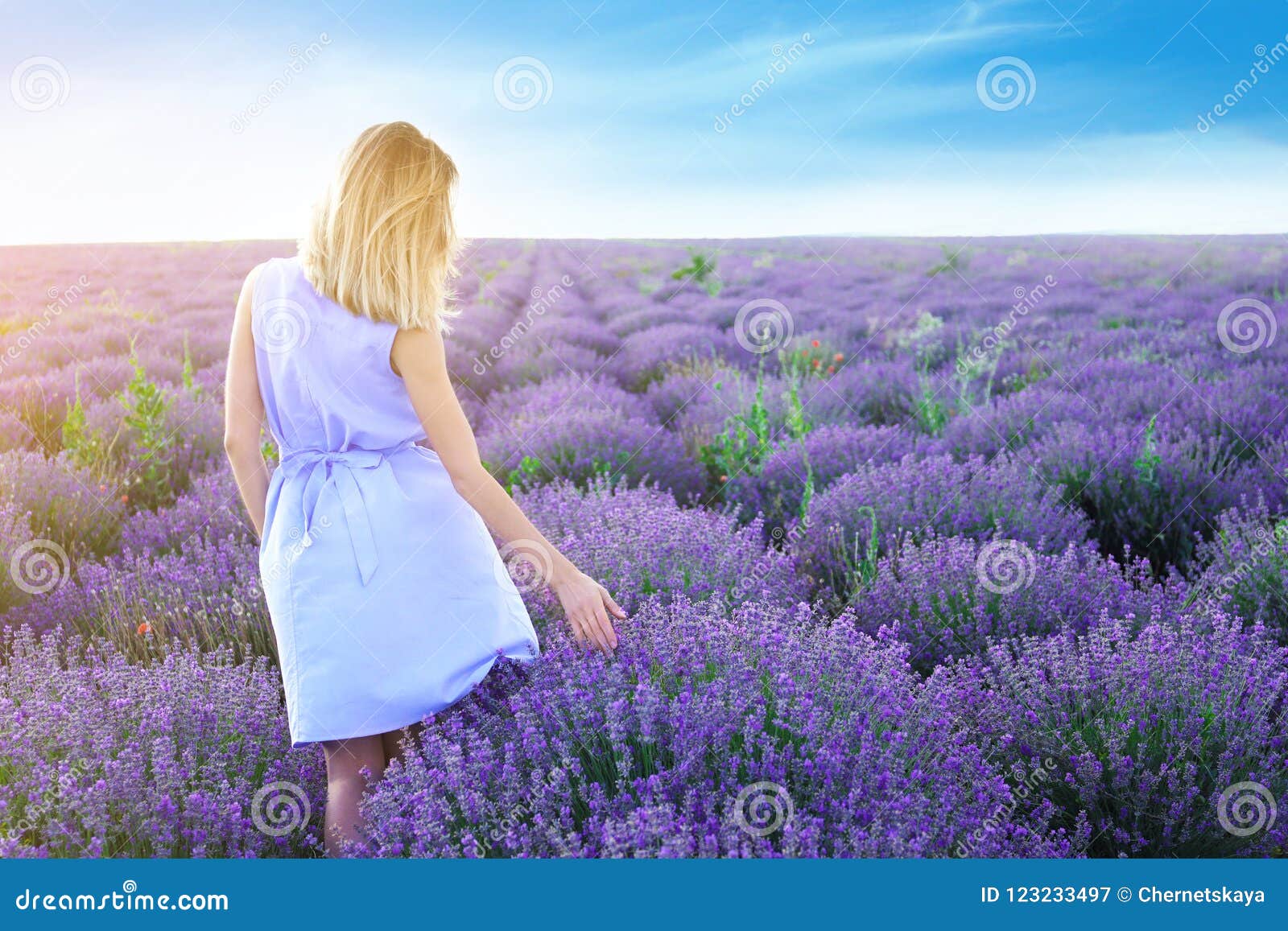 Young Woman in Lavender Field Stock Image - Image of herbal, back ...