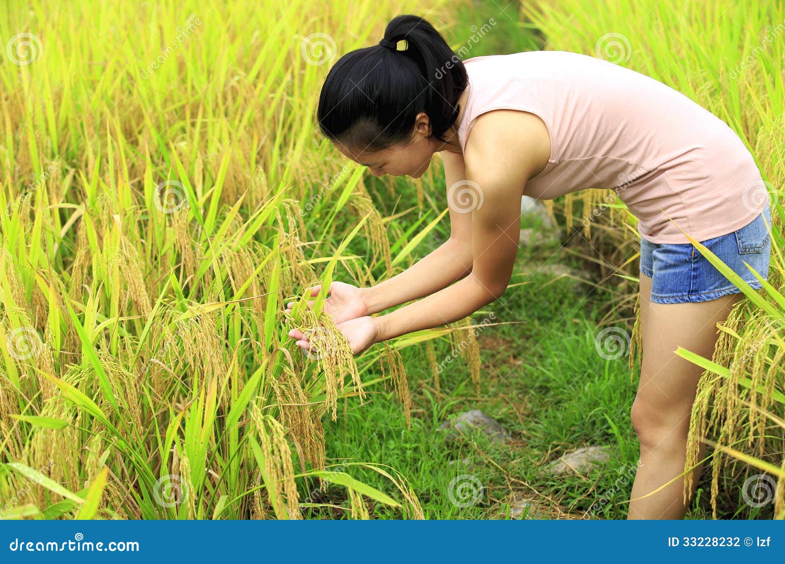 Young woman in paddy field stock photo. Image of farm - 33228232