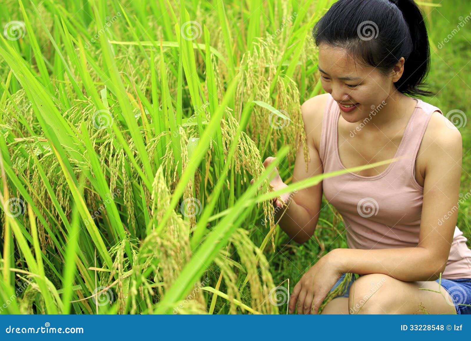 Young woman at paddy field stock photo. Image of female - 33228548