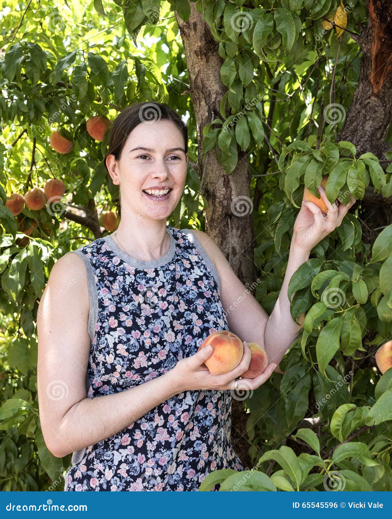 Young Woman Picking Fresh Peach from Tree. Stock Photo - Image of ...