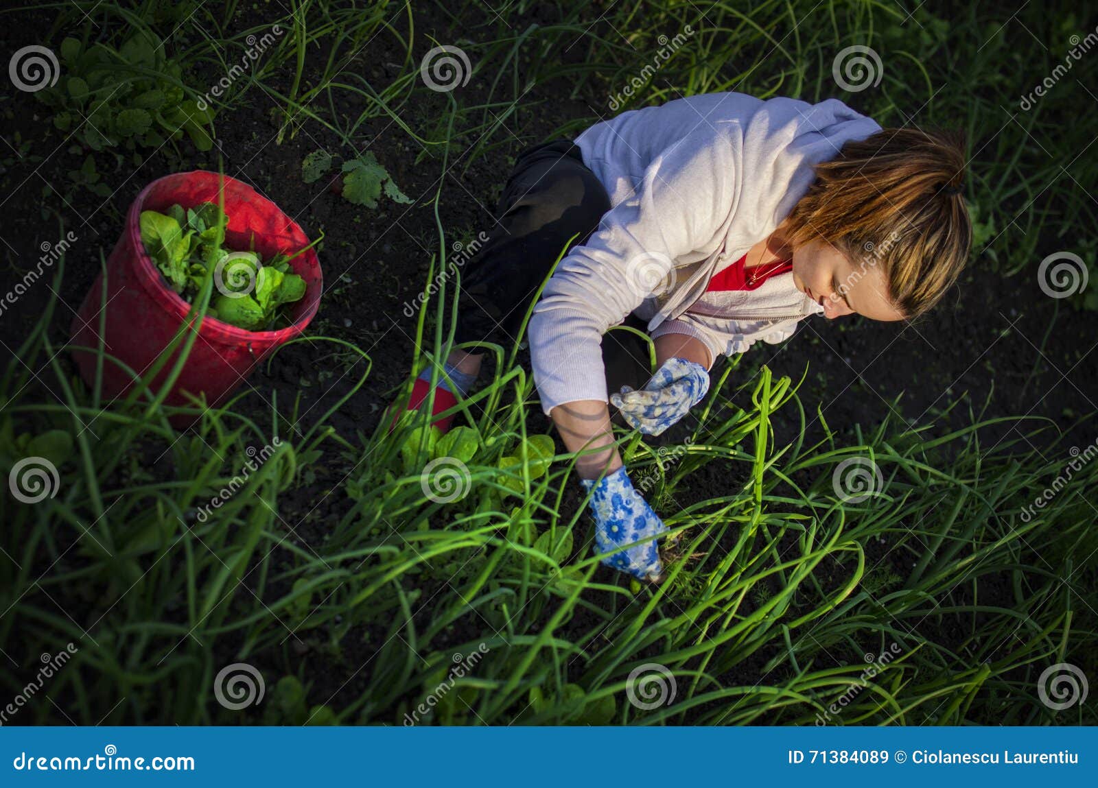 Young woman pulling weeds stock image. Image of heather - 71384089