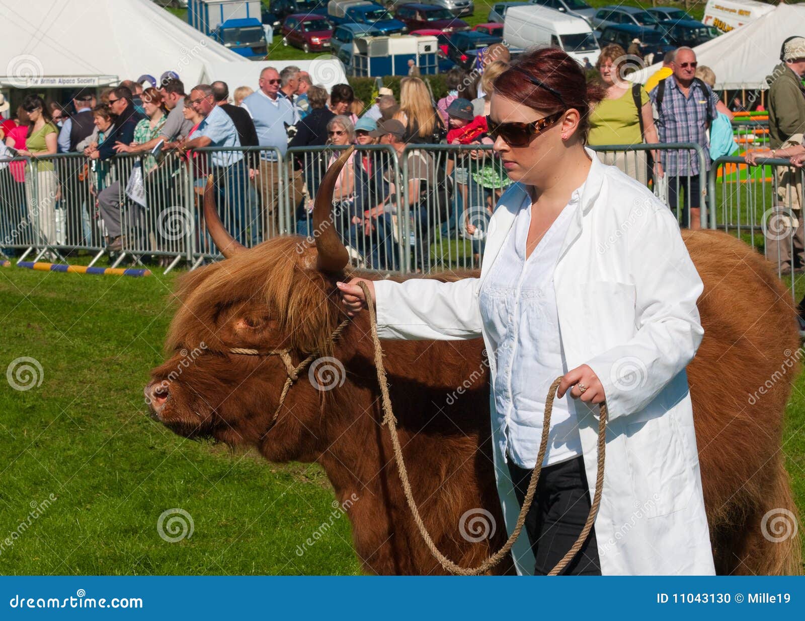 Young woman showing cattle editorial image. Image of westmorland - 11043130