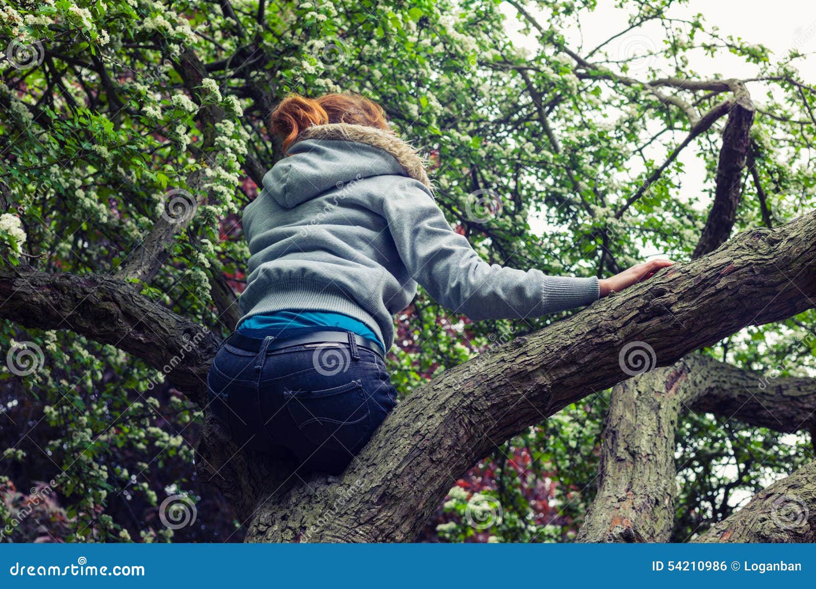 Young Woman Siting in a Tree Stock Photo - Image of outdoor, tree: 54210986