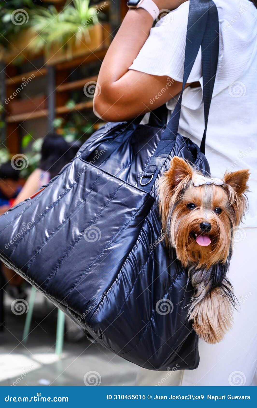 Young Woman with a Small Dog in Her Bag. Stock Photo - Image of fashion ...