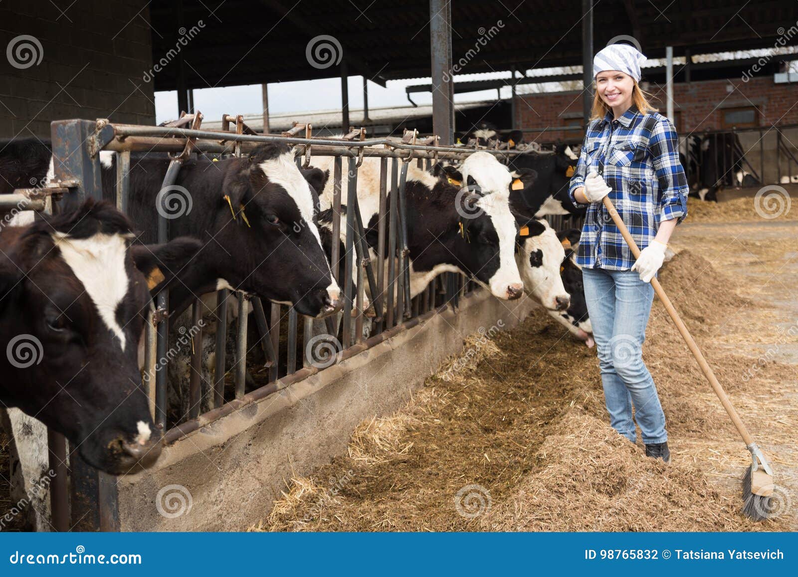 Young Woman Taking Care of Cows in Cows Barn Stock Photo - Image of ...