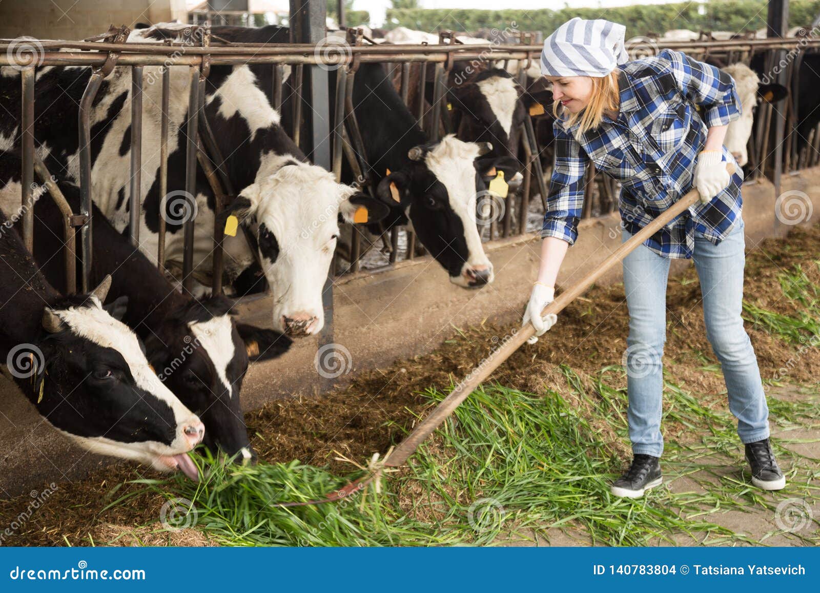 Young Woman Taking Care of Cows in Cows Barn Stock Photo - Image of ...