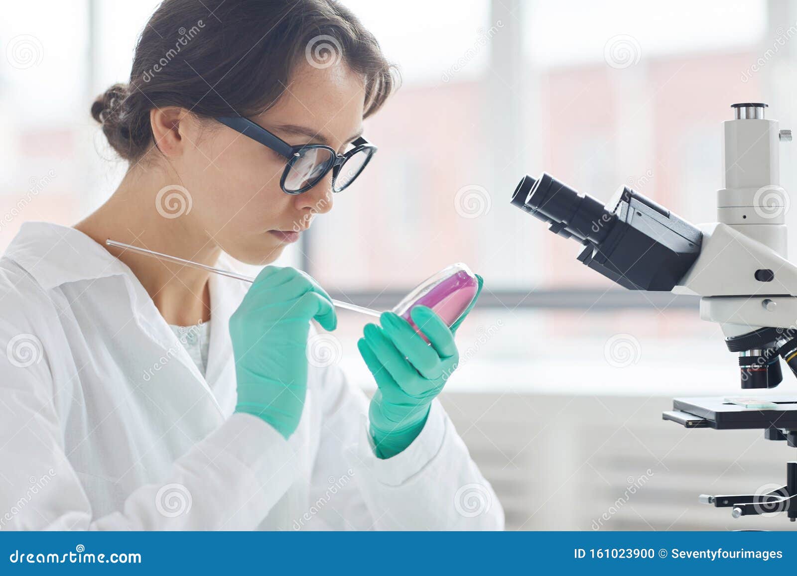 Young Woman Testing Bacterial Sample Stock Photo - Image of occupation ...