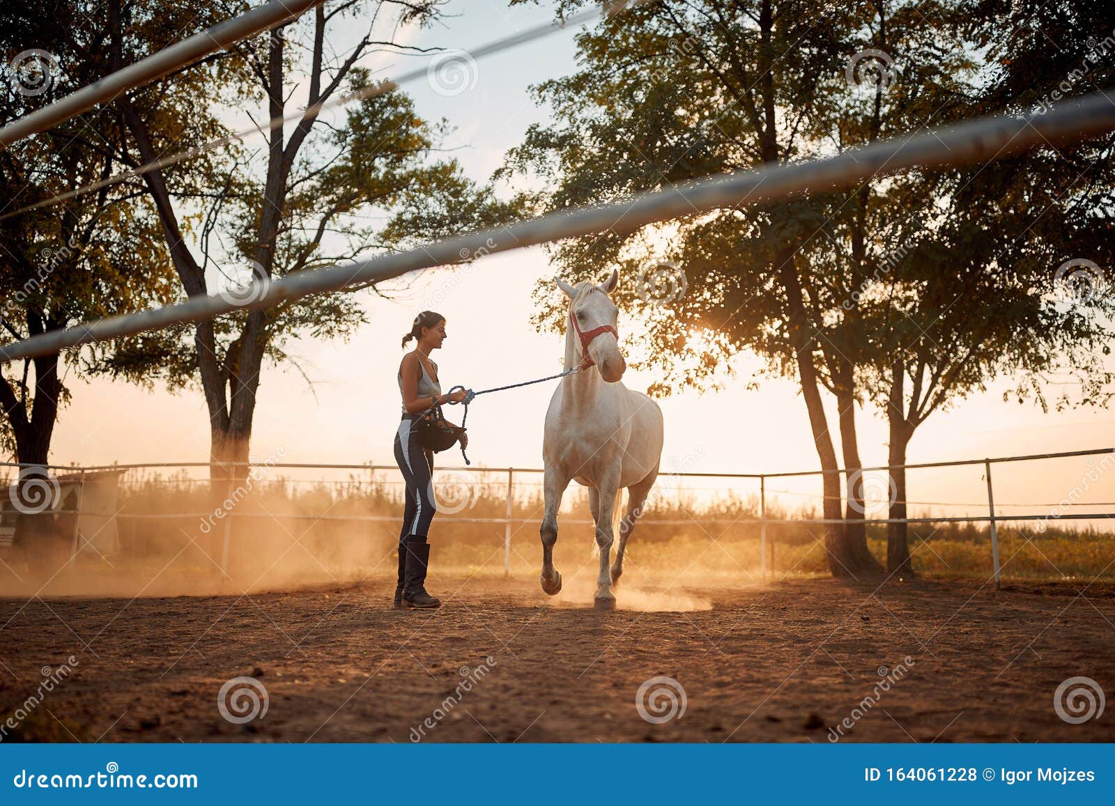 Young Woman Training Her Horse Stock Photo - Image of horse, adult ...