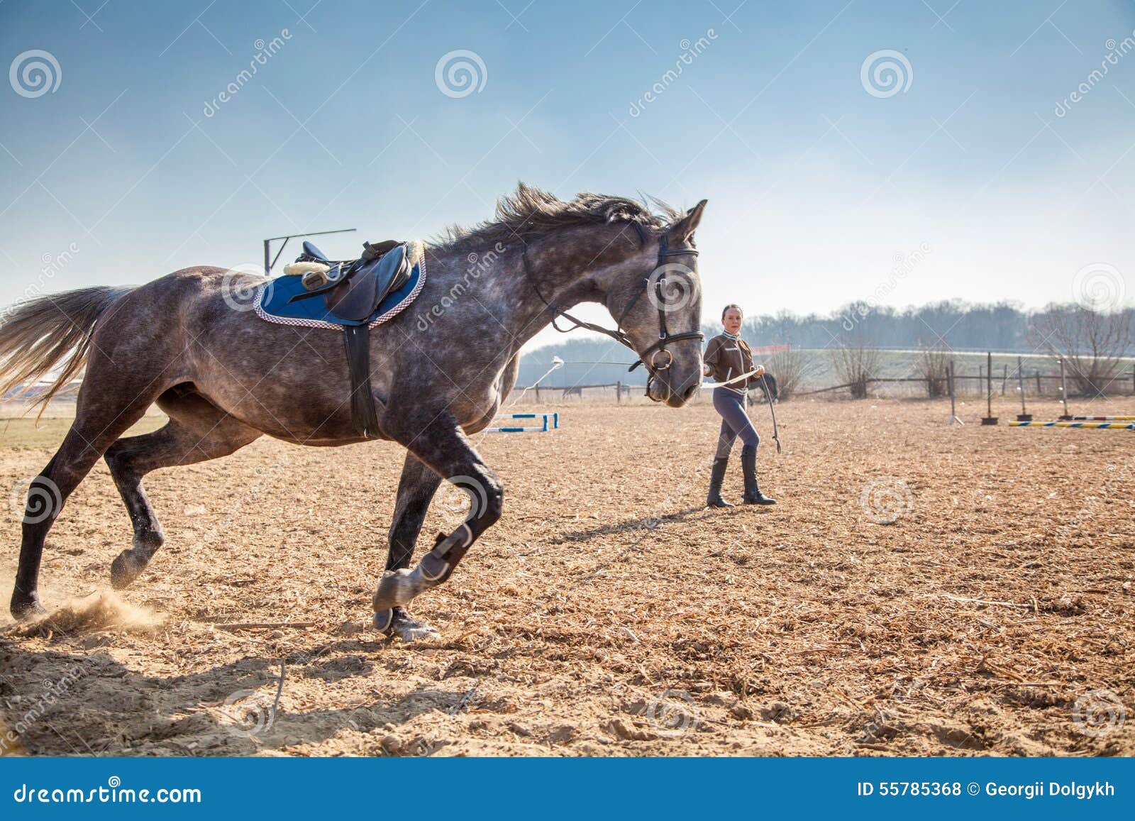 Young Woman Training a Horse Stock Photo - Image of girl, sport: 55785368
