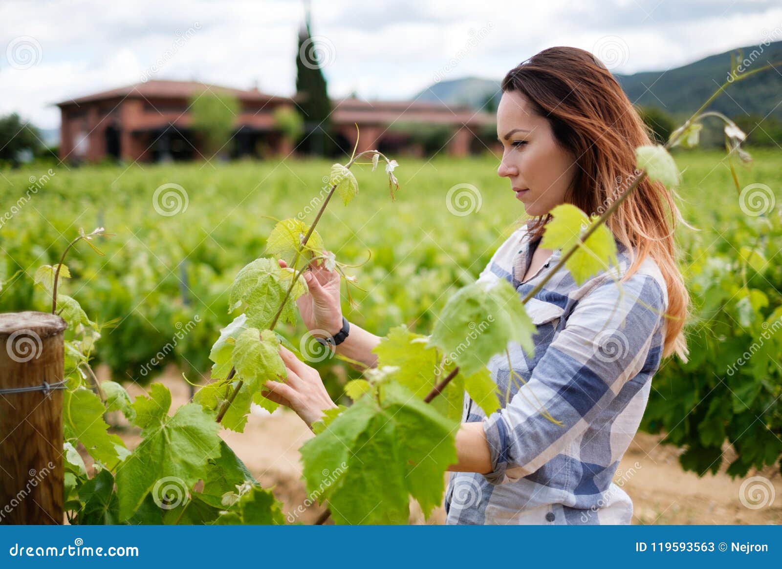 Young woman in vineyard stock image. Image of people - 119593563