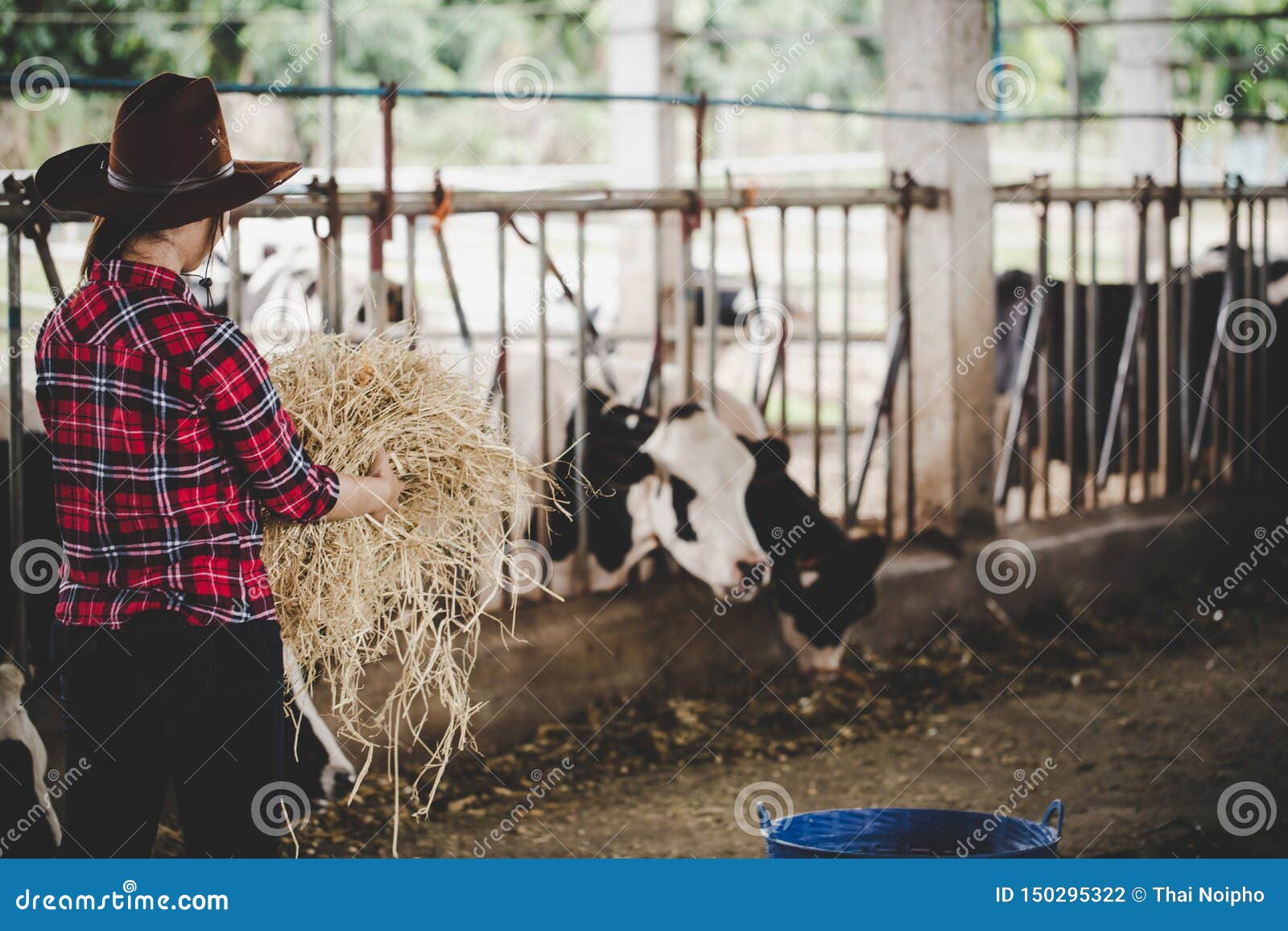 Young Woman Working with Hay for Cows on Dairy Farm Editorial ...