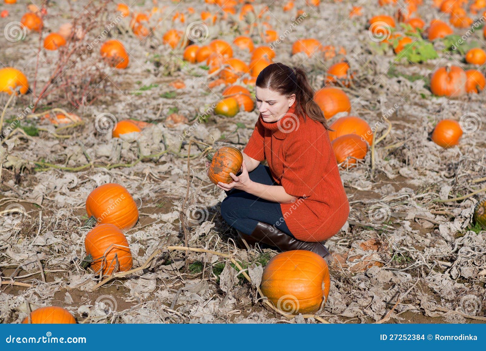 Young Woman Working on Pumpkin Field Stock Photo - Image of healthy ...