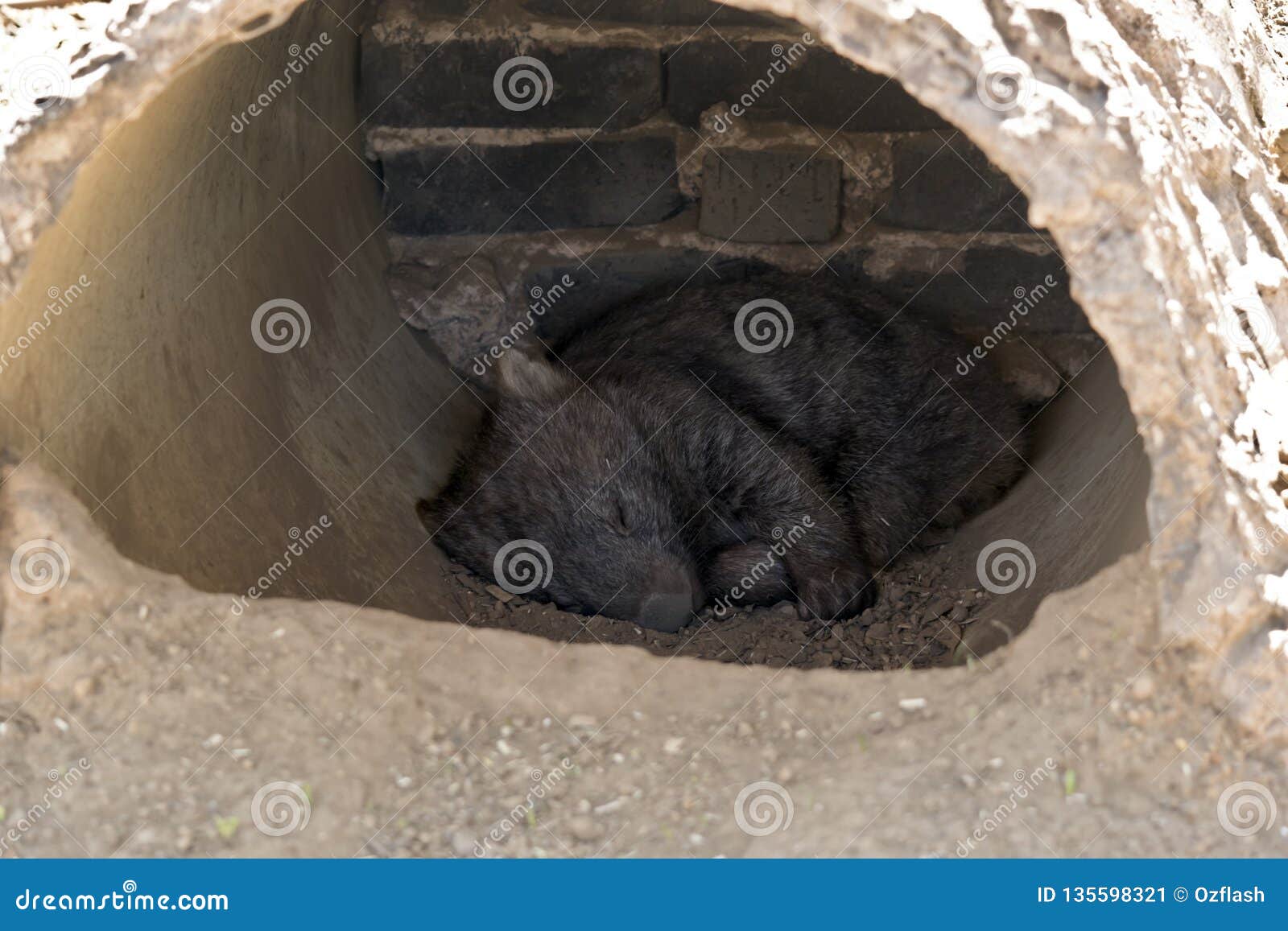 A young wombat stock image. Image of hairynosed, australian - 135598321