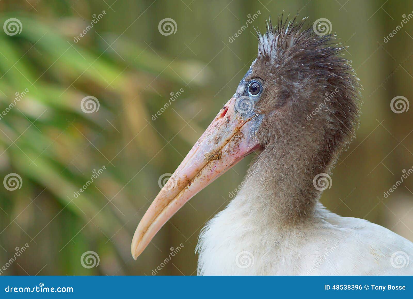 Young Wood Stork stock photo. Image of nature, feathers - 48538396