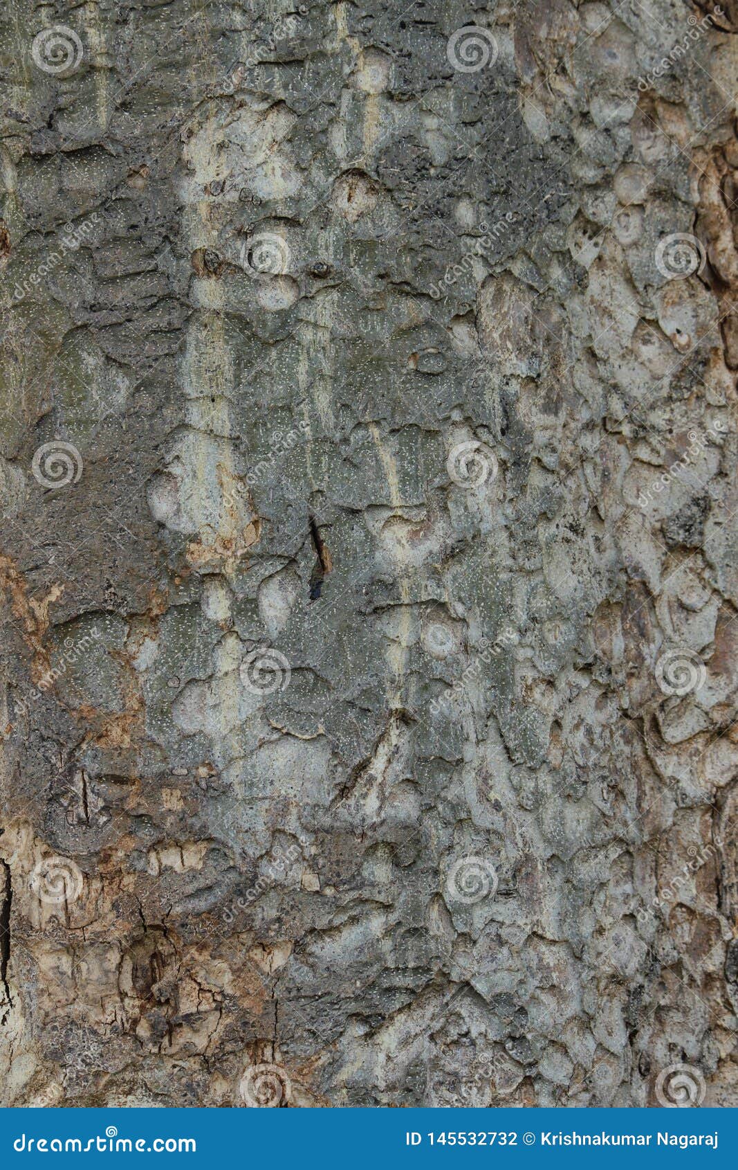Wood Texture for Background Stock Photo - Image of design, exterior ...