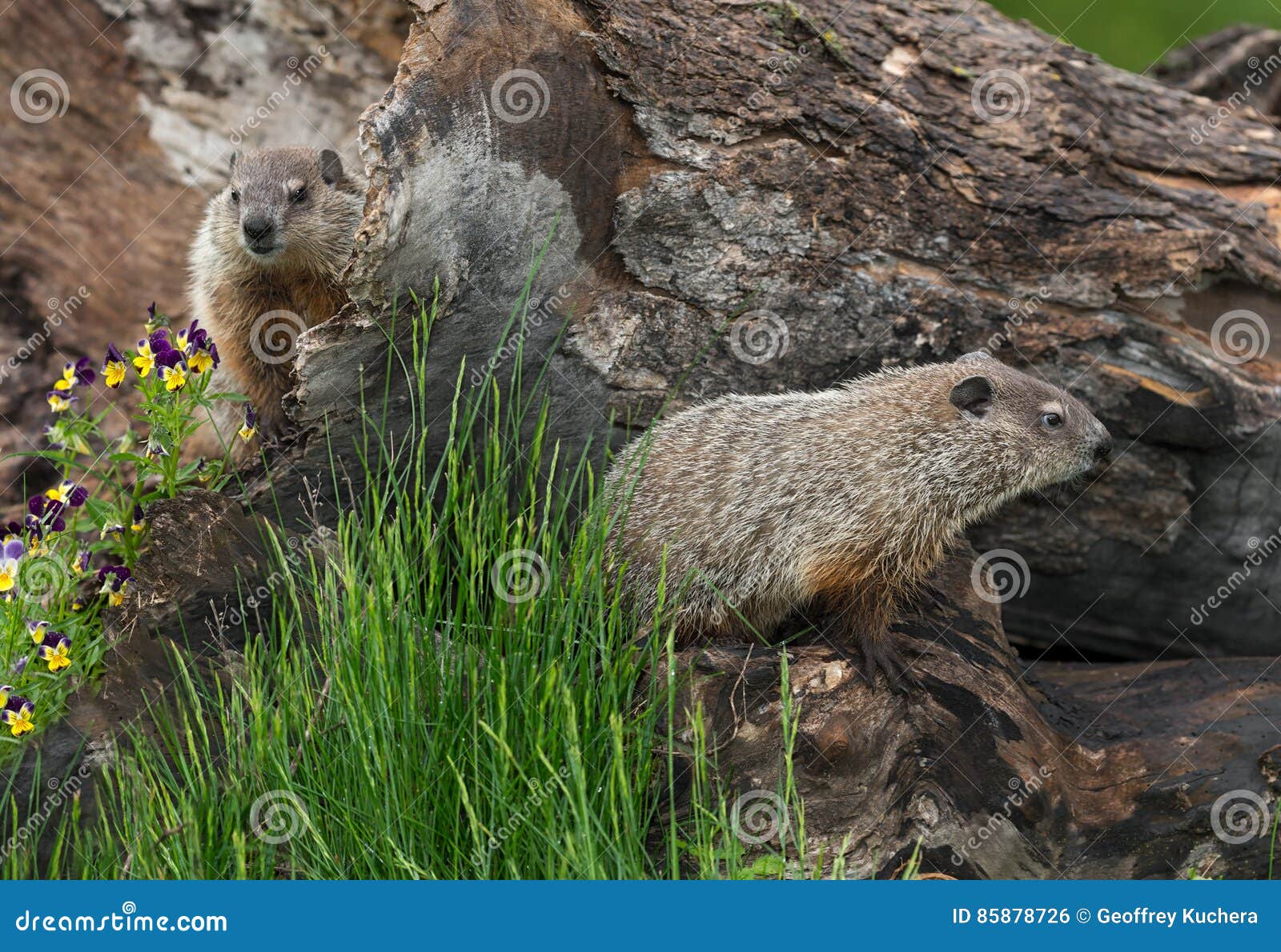 Young Woodchucks Marmota Monax Explore Log Stock Photo - Image of ...