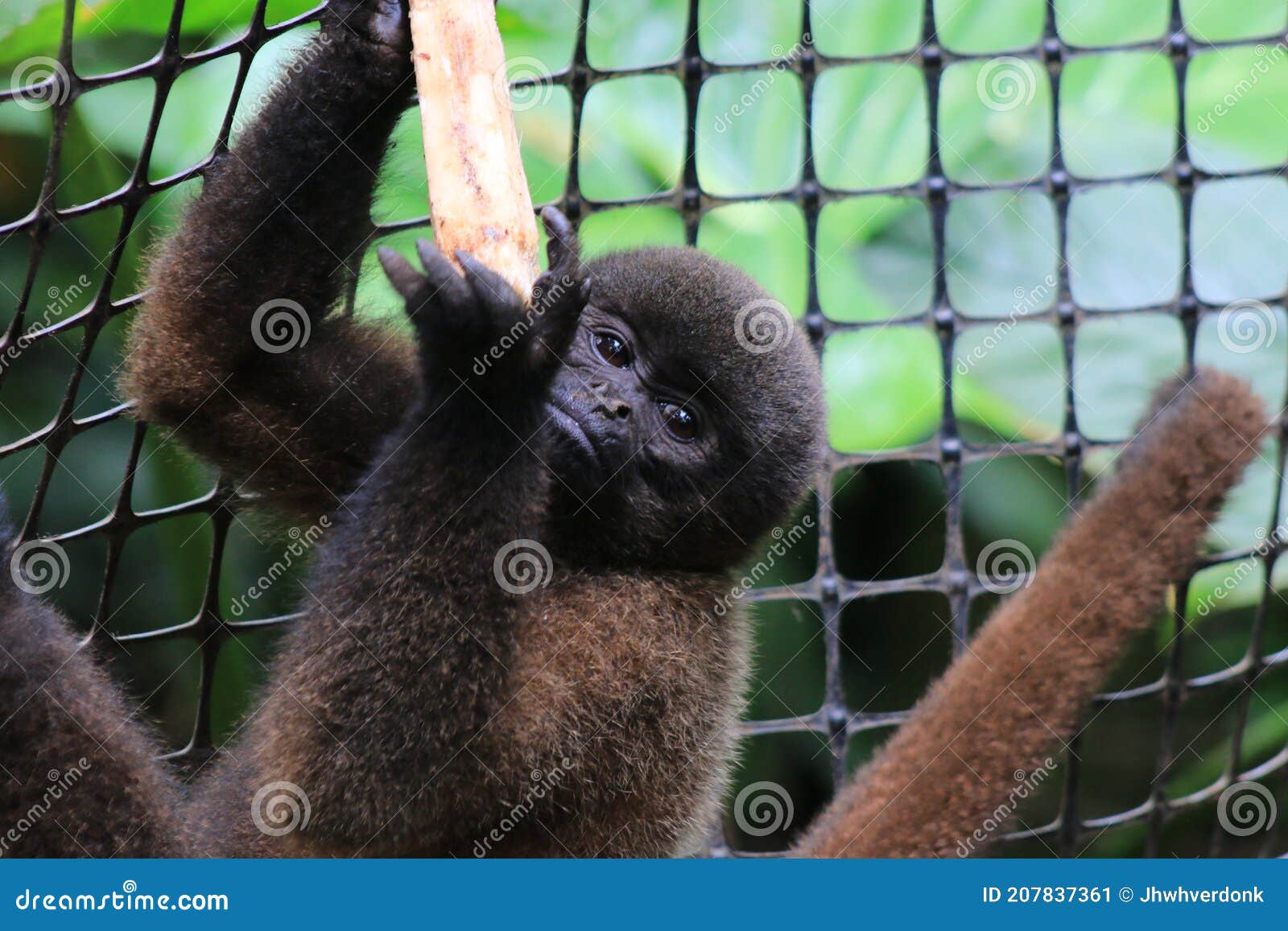 A Young Woolly Monkey, Lagothrix, Eating a Bit of Sugar Cane Stock ...