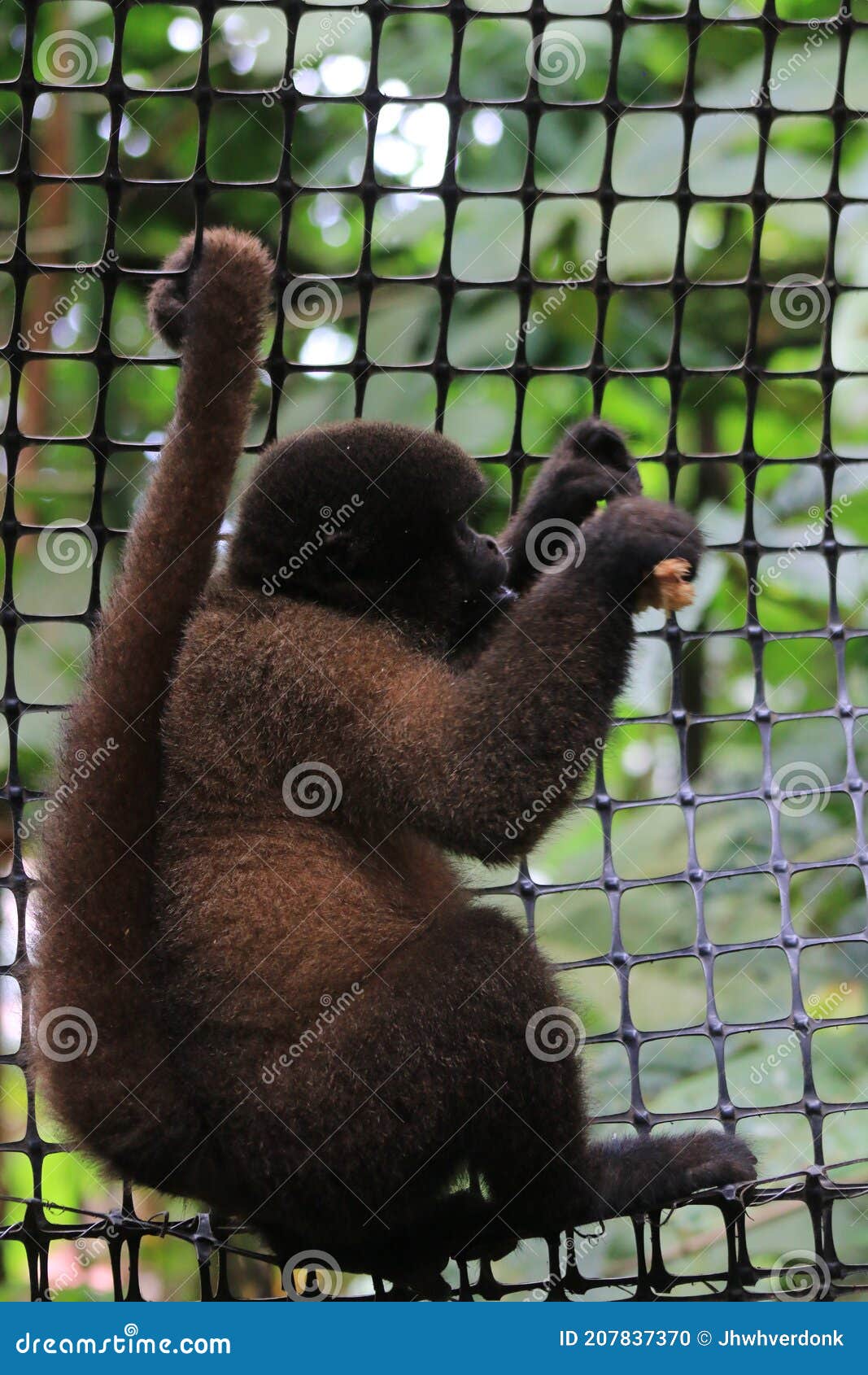 A Young Woolly Monkey, Lagothrix, Eating a Bit of Sugar Cane Stock ...