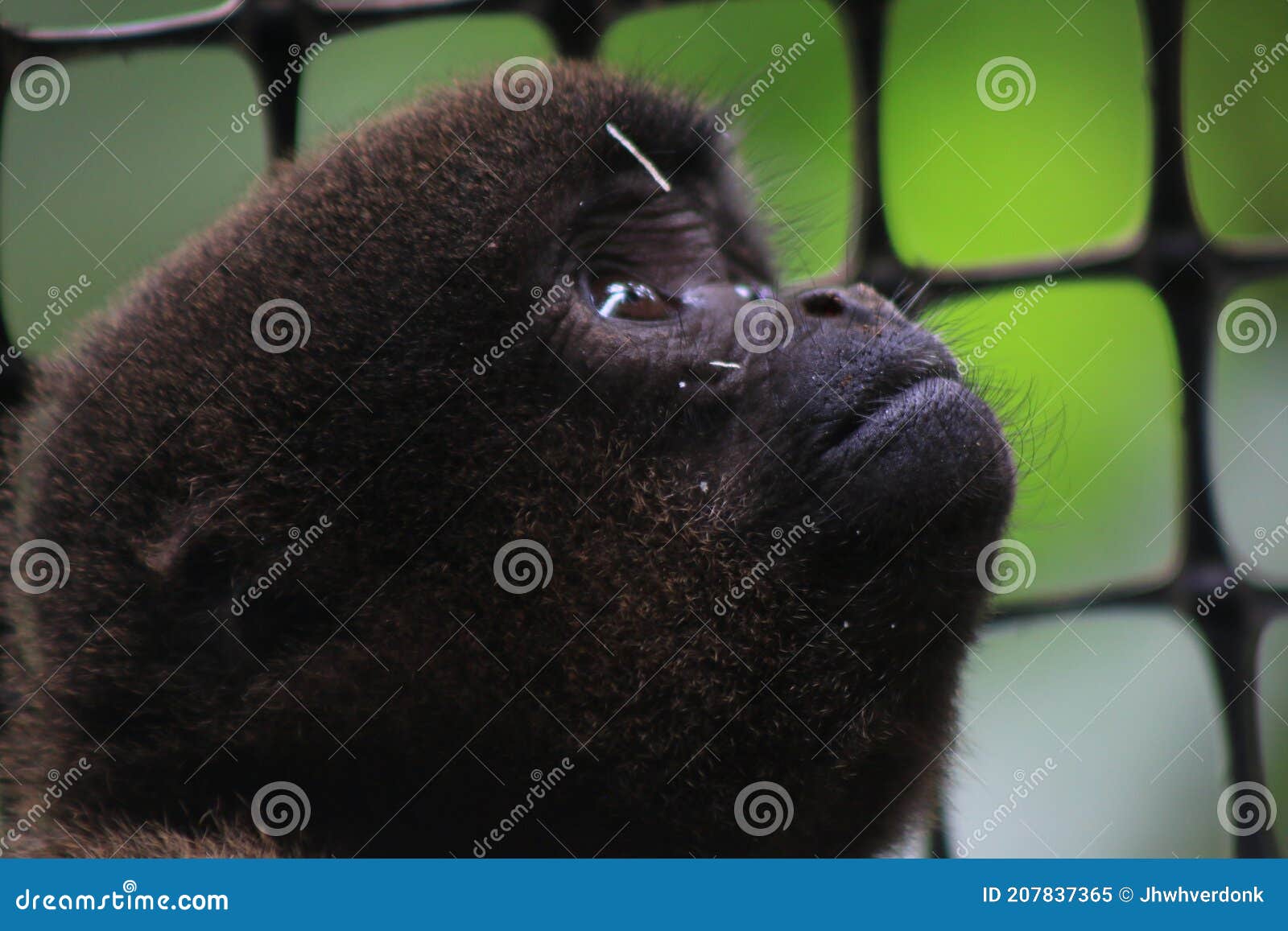 A Young Woolly Monkey, Lagothrix, Eating A Bit Of Sugar Cane Stock ...